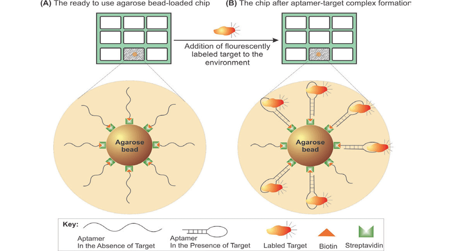 2014, Volume 4, Issue 4 | BioImpacts